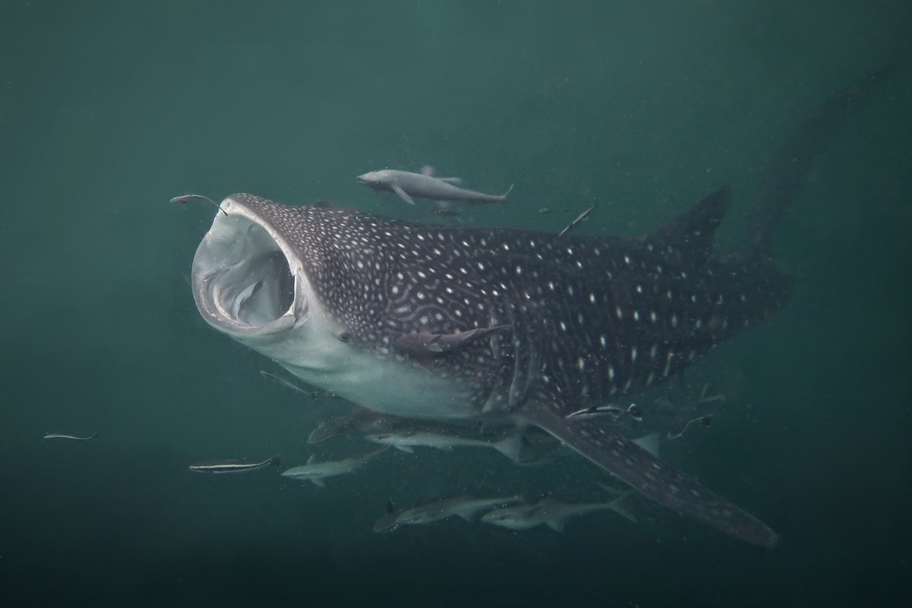 Whale Shark (Saltwater Fish of Massachusetts) · iNaturalist