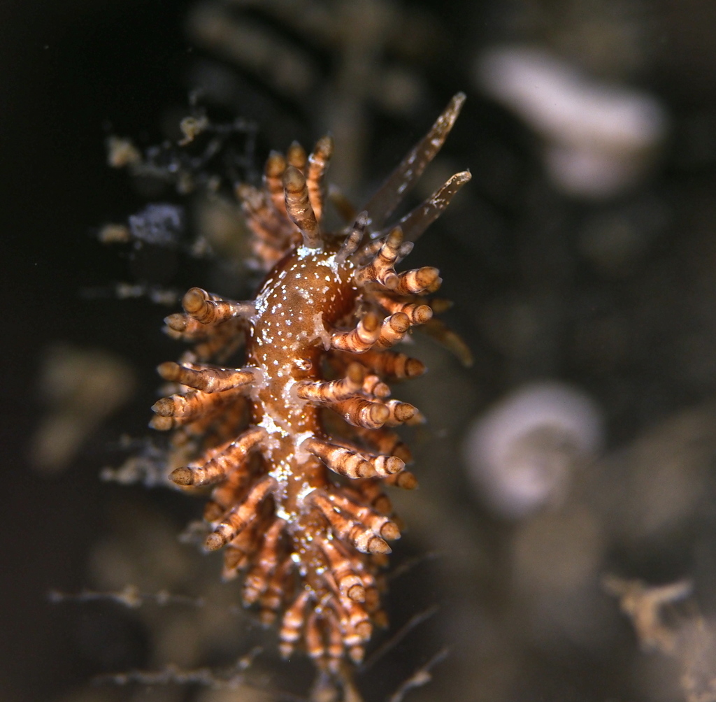 Eubranchus vittatus (Nudibranchs of the United Kingdom: A Visual ID ...
