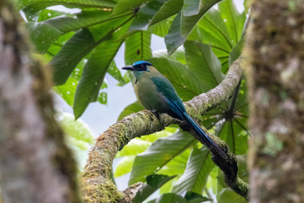 Andean Motmot from Calabaza, Satipo Road, Junín on November 27, 2020 at ...