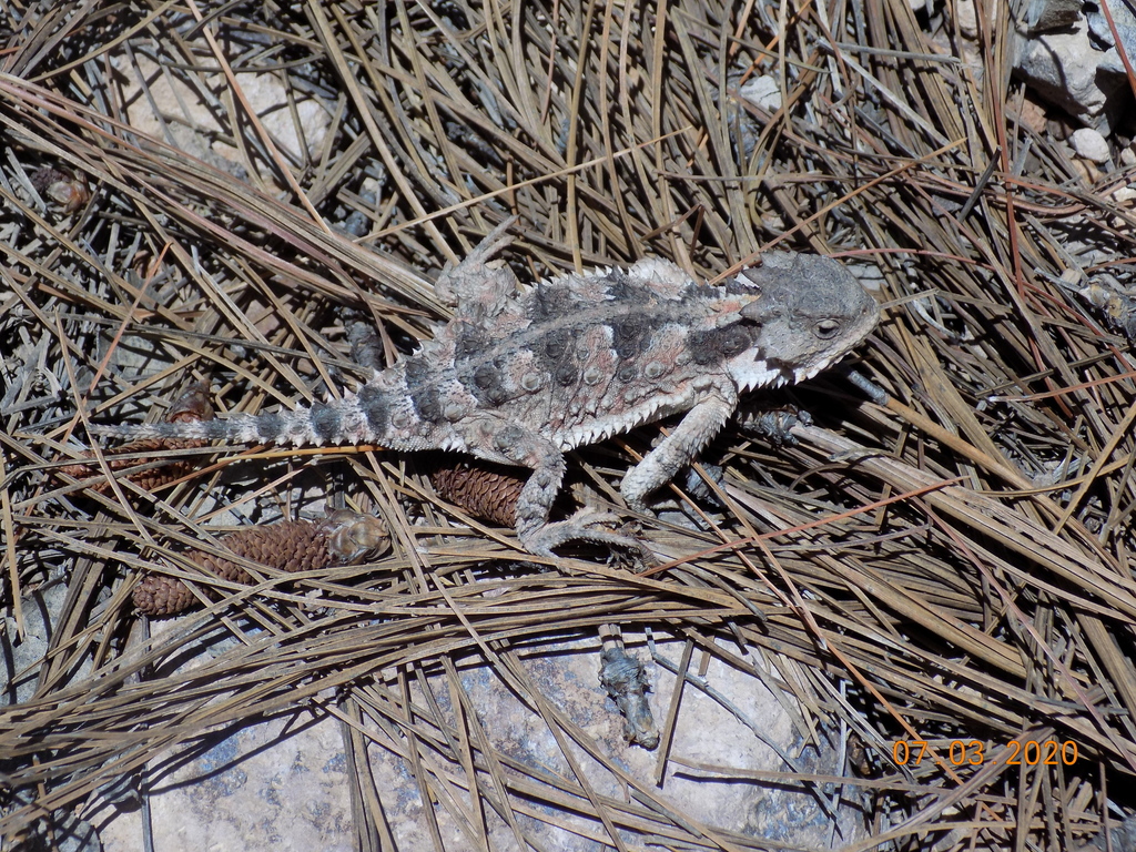 Mountain Horned Lizard from Guadalupe y Calvo, Chih., México on July 3 ...