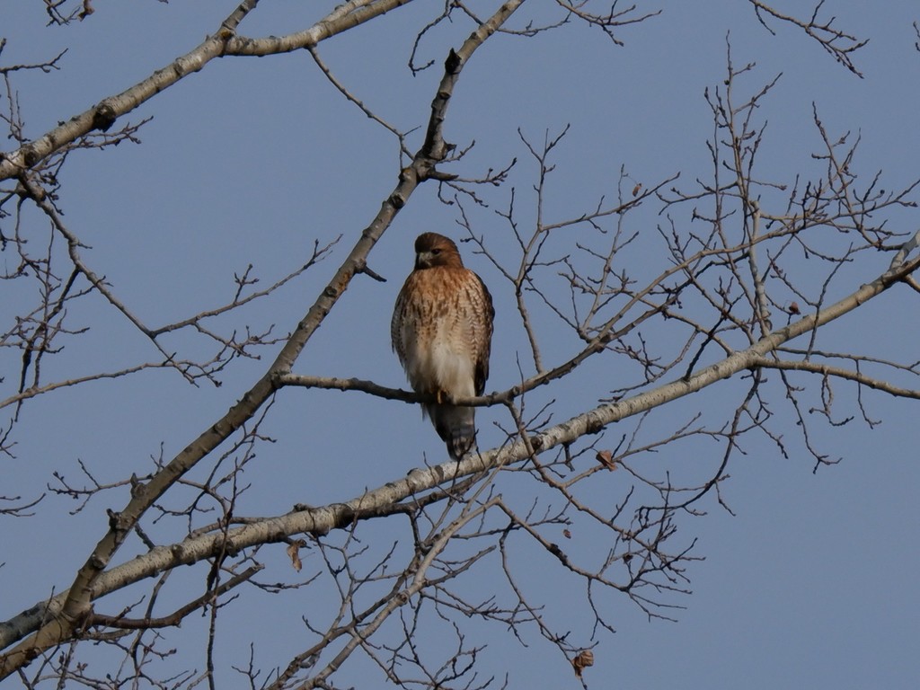 Red-tailed × Red-shouldered Hawk from Greenbelt, Ottawa, ON, Canada on ...