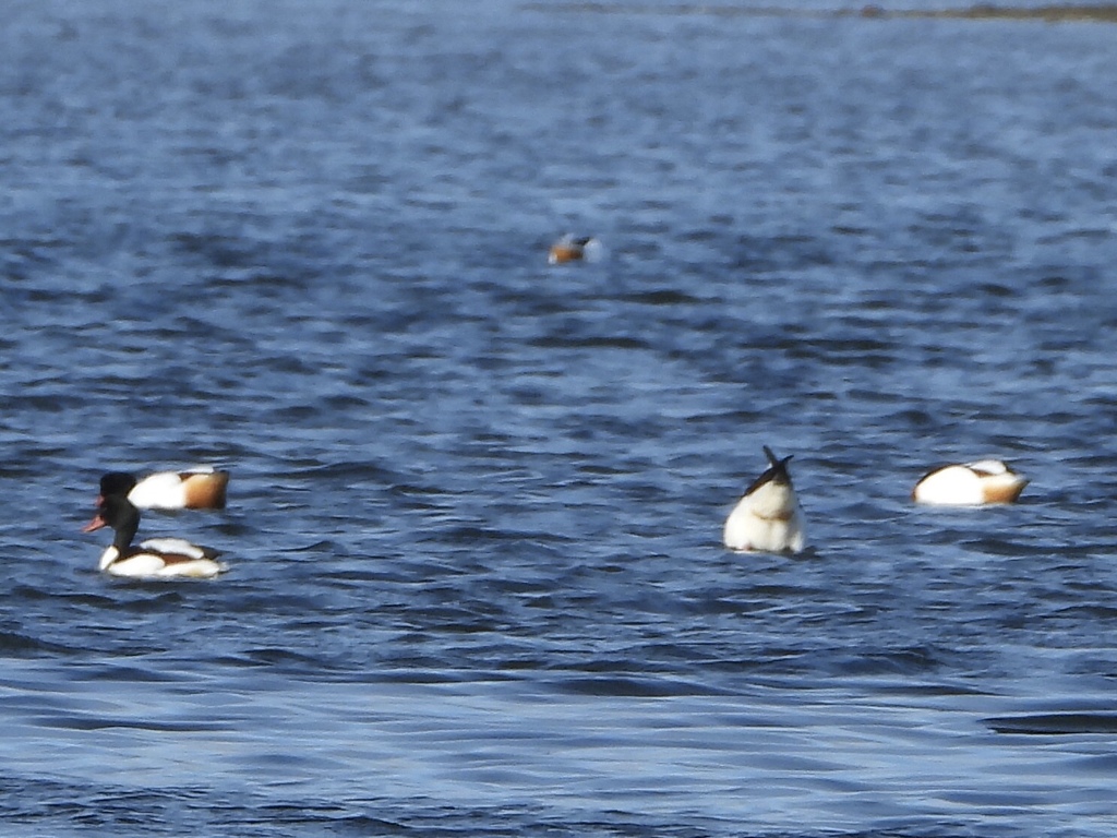 Common Shelduck from Upton Lake, Poole, England, GB on December 11 ...