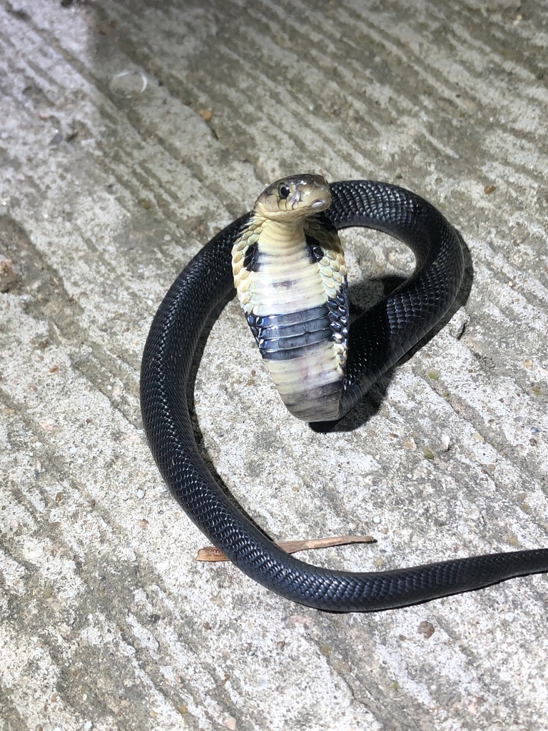 Chinese Cobra (Naja atra) - Snakes and Lizards
