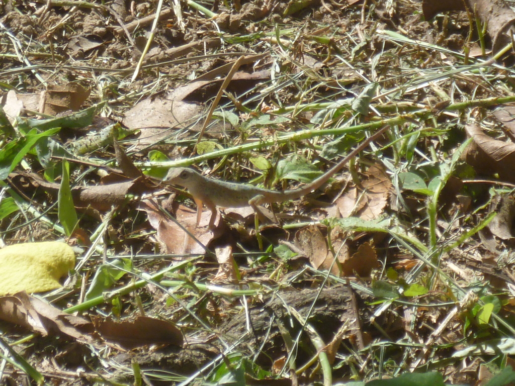 Bronze Anole from Chaguanas, Trinidad and Tobago on December 11, 2020 ...