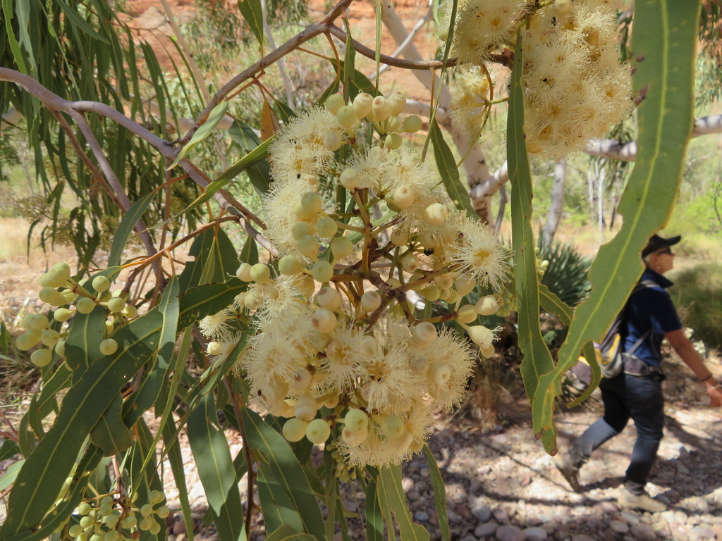 Desert Bloodwood (Corymbia opaca) - Botanical Realm
