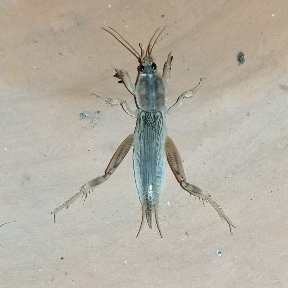 Neoscapteriscus tenuis from Sara, BO-SC, BO on December 10, 2020 at 10: ...