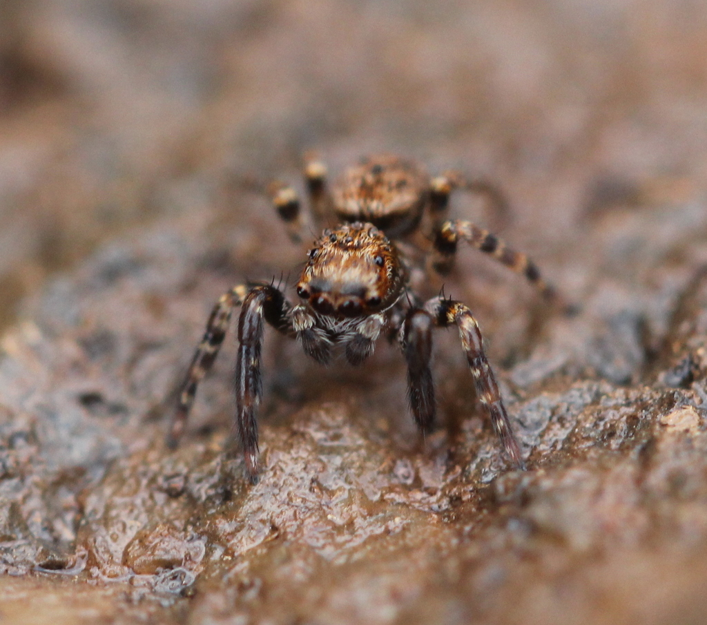 Common Evarcha Jumping Spider from Middelplaas, Namakwa, South Africa ...