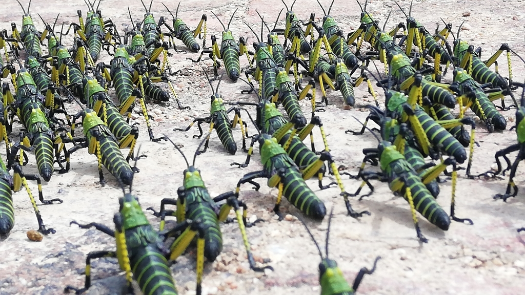 Leprous Milkweed Locust from Mossel Bay Local Municipality, South ...