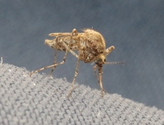 Mosquitos of the United States · iNaturalist