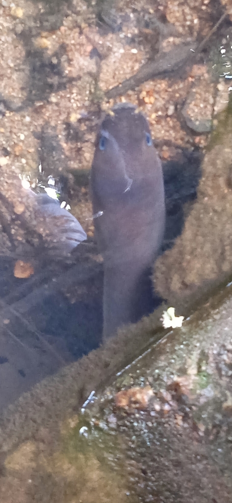 Indonesian Shortfin Eel in December 2020 by Marionne brioche · iNaturalist