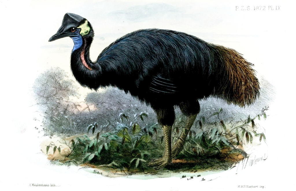 Dwarf Cassowary (Casuarius bennetti) - Avian Discovery