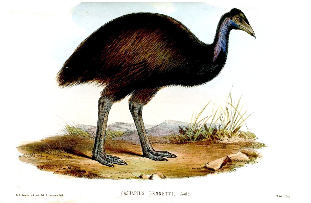 Dwarf Cassowary (Casuarius bennetti) - Avian Discovery