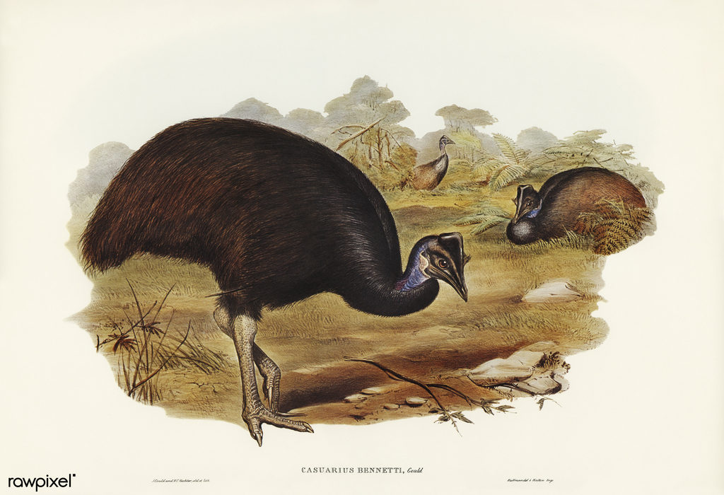 Dwarf Cassowary (Casuarius bennetti) - Avian Discovery