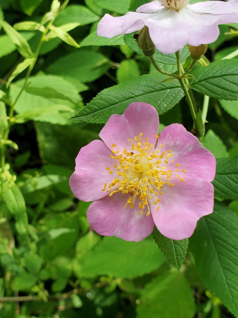 climbing prairie rose from Dupage County, IL, USA on July 05, 2019 at ...