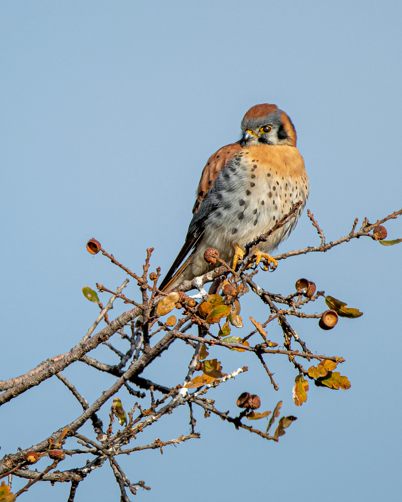American Kestrel from Contra Costa County, CA, USA on December 11, 2020 ...