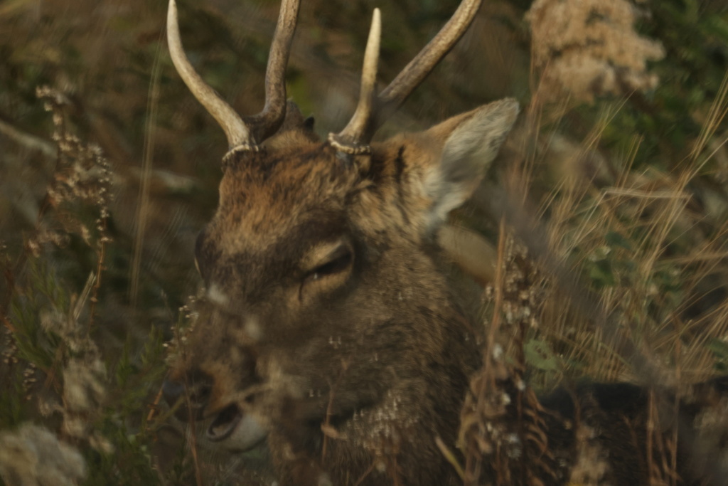Sika Deer from Assateague Island, MD, US on December 9, 2020 at 03:40 ...