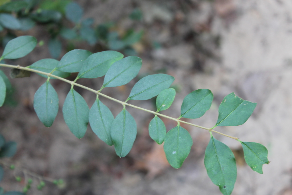 Chinese privet (Invasive Plants of Houston (WiP)) · iNaturalist