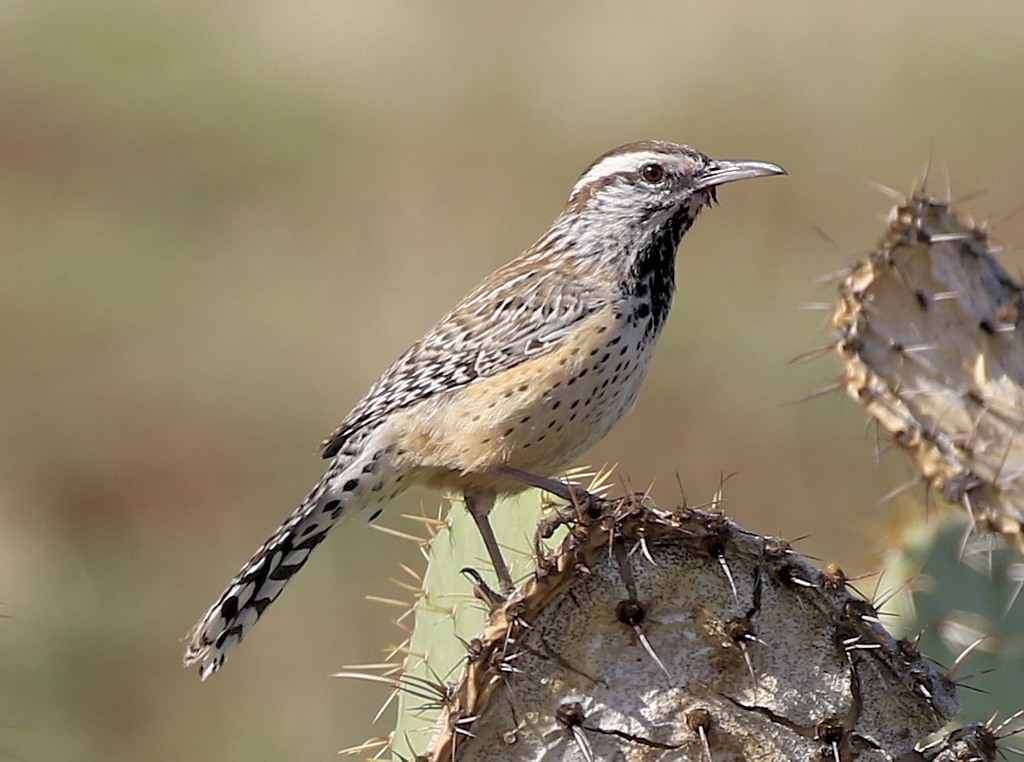 Matraca del desierto (Aves de Tequixquiac, Estado de México ...