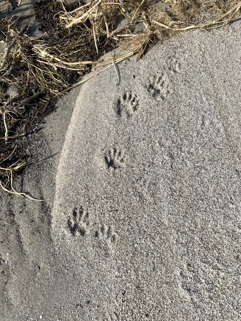 Common Raccoon from Lancaster County, VA, USA on November 21, 2020 at ...