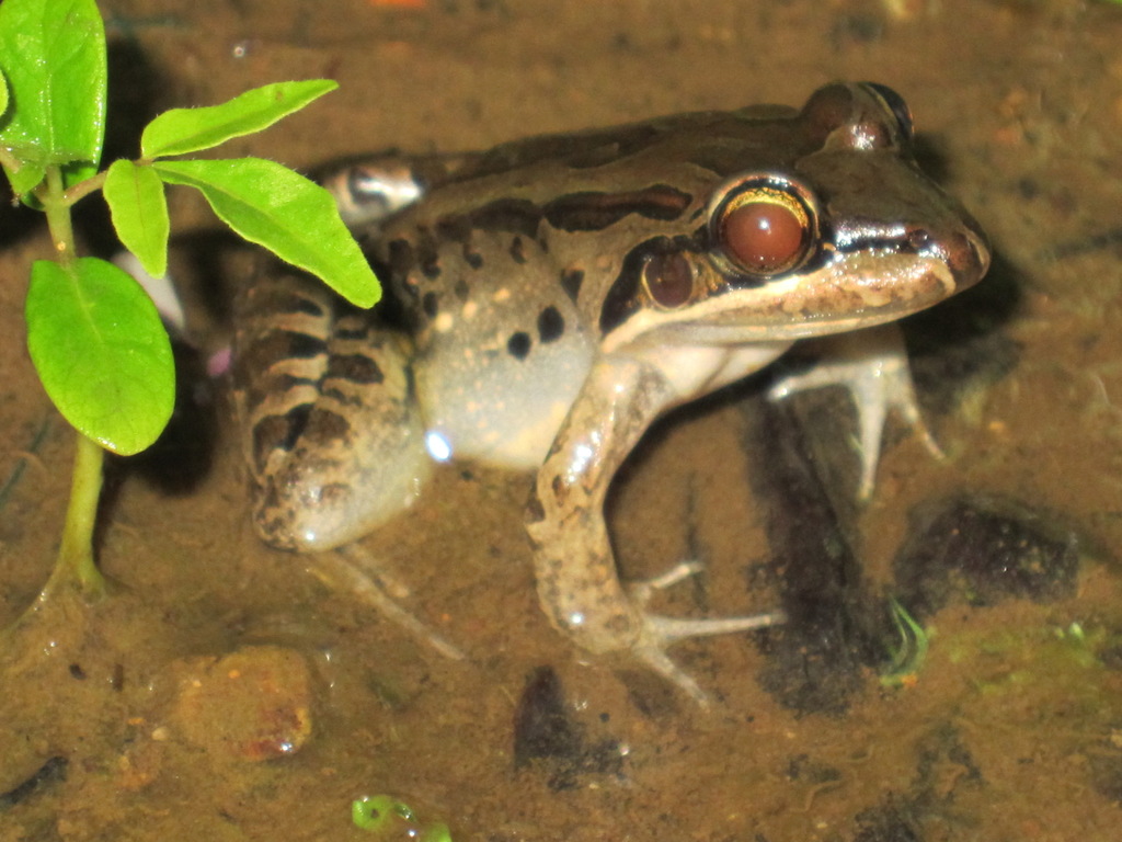 Caribbean Ditch Frog from Darién Province, Panama on March 25, 2014 at ...