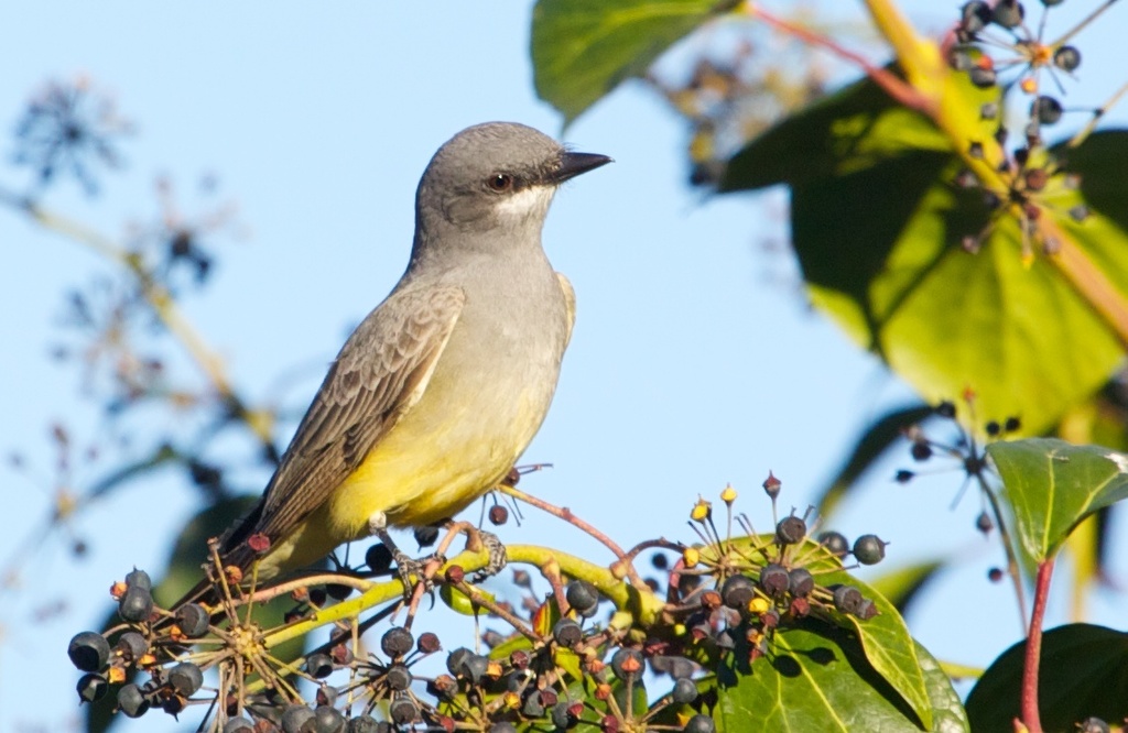 Tirano Chibiú (Aves de Tequixquiac, Estado de México) · iNaturalist Mexico