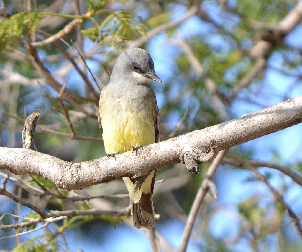 Tirano Chibiú (Aves de Tequixquiac, Estado de México) · iNaturalist Mexico