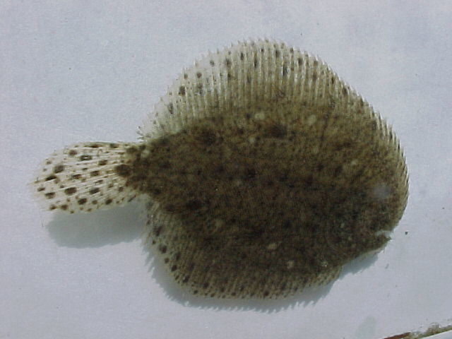 Achirus lineatus (Ictiofauna da Lagoa conceição, Florianópolis ...