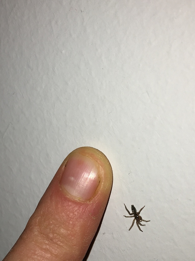 Eastern Parson Spider in December 2020 by Mira. Not sure but I think ...