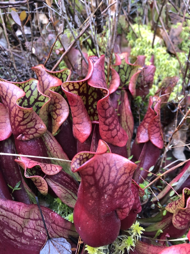 New World pitcher plants (Sarraceniaceae) - Botanical Realm
