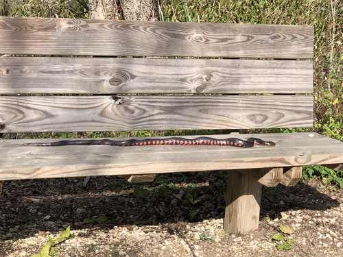 Western Mudsnake (Farancia abacura reinwardtii) - Snakes and Lizards