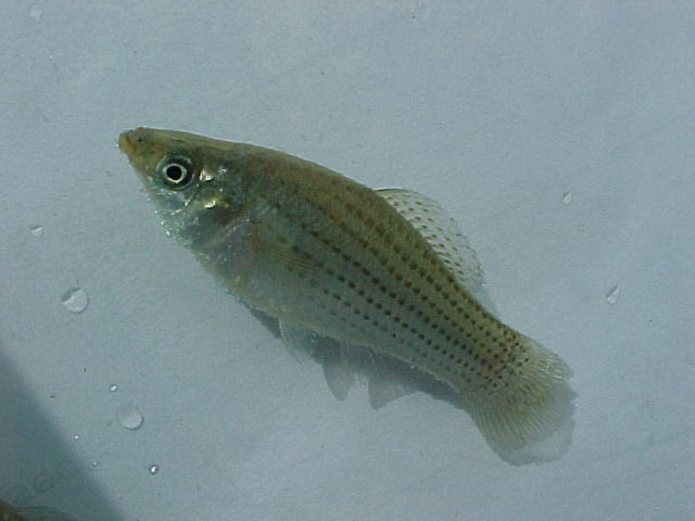 Sailfin Molly from Brevard County, FL, USA on July 24, 2003 at 05:04 PM ...
