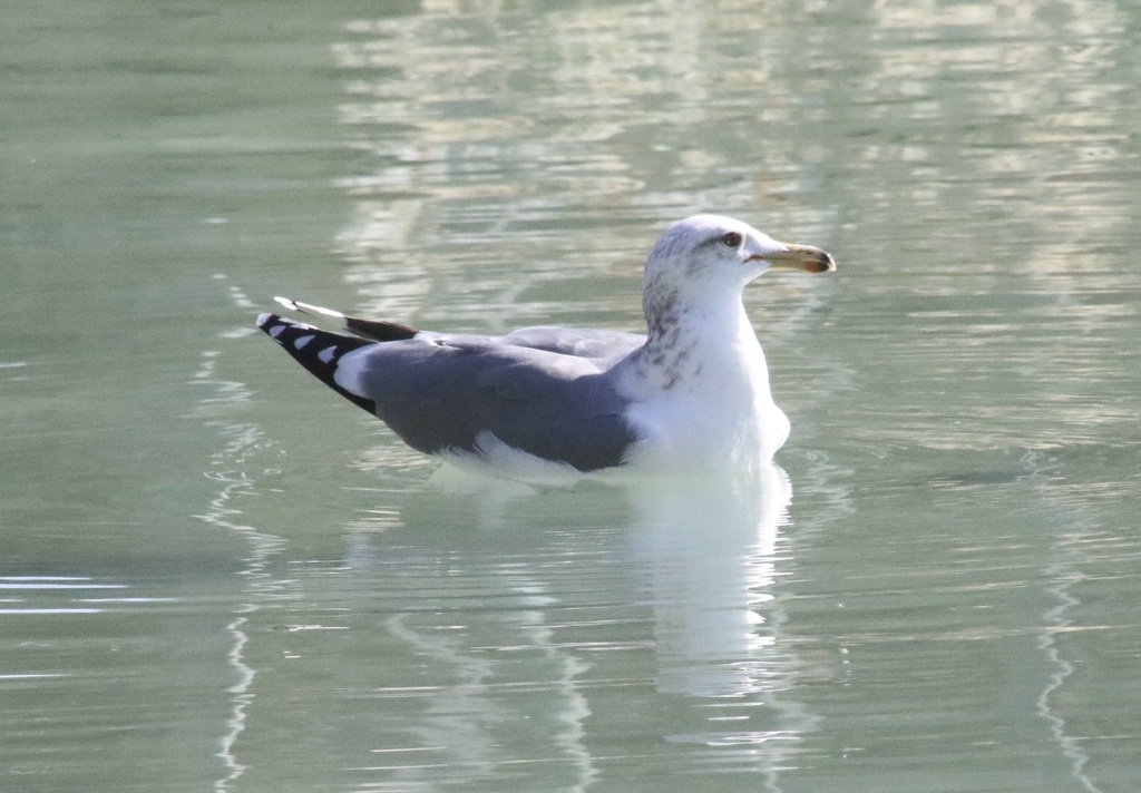 California Gull from Gaslamp Quarter, San Diego, CA 92101, USA on ...
