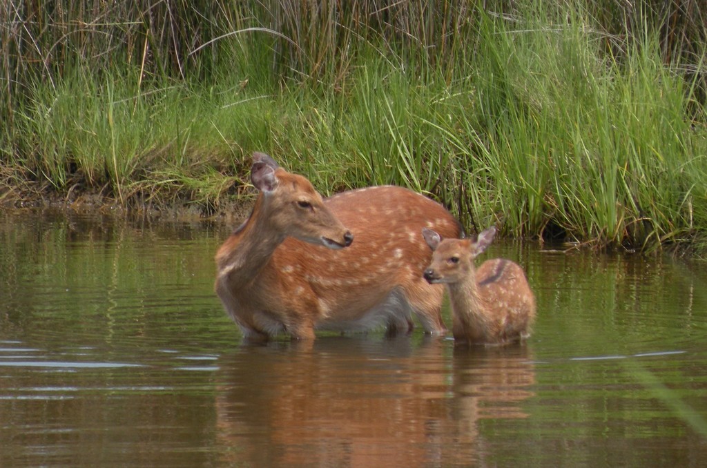 Sika Deer from Worcester County, MD, USA on December 31, 2007 at 11:00 ...