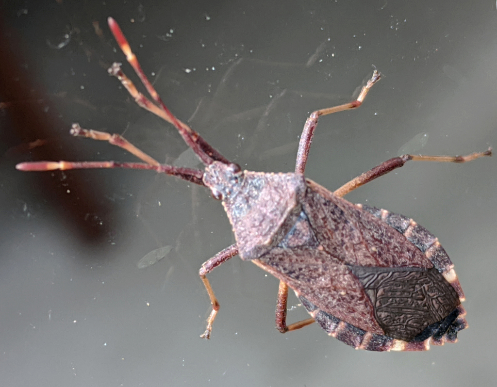 Gelonus tasmanicus from Loongana TAS 7315, Australia on December 11 ...