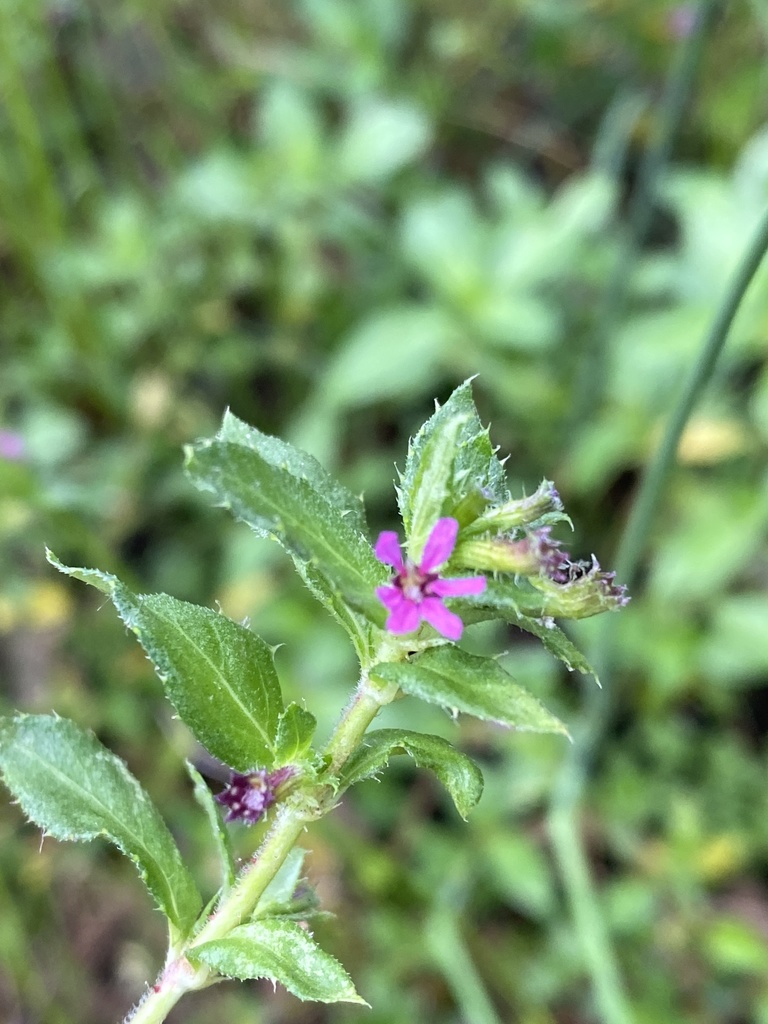 Colombian waxweed from Isis Balancing Storage Dam, Elliott, QLD, AU on ...