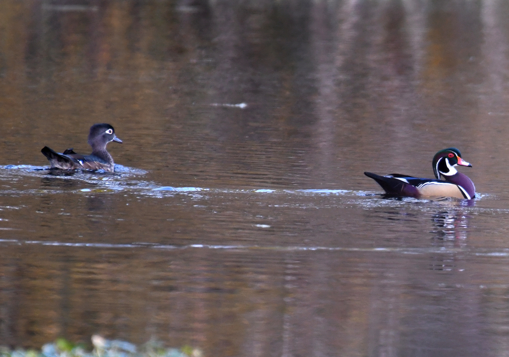 Wood Duck from Marin County, CA, USA on December 04, 2020 at 03:12 PM ...