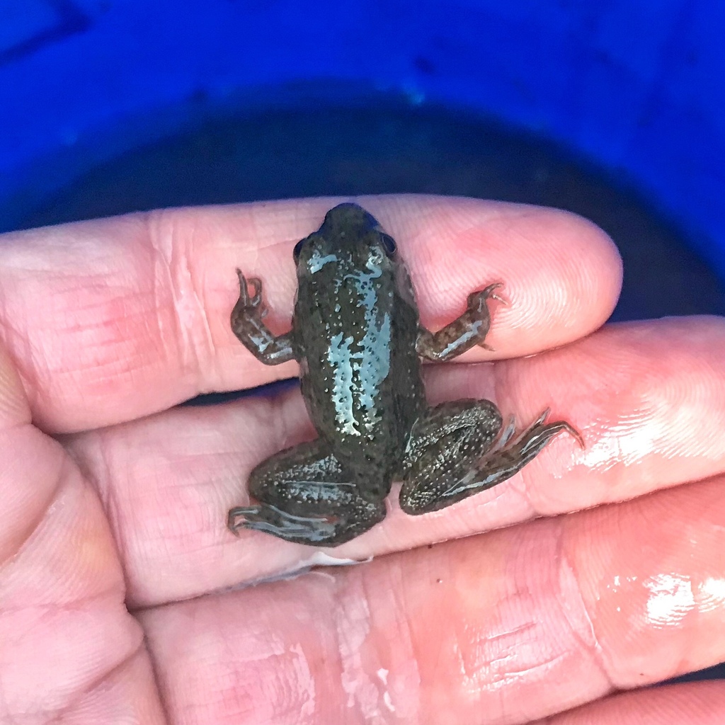 Green Frog from Ira Rd, Akron, OH, US on December 11, 2020 at 04:32 PM ...