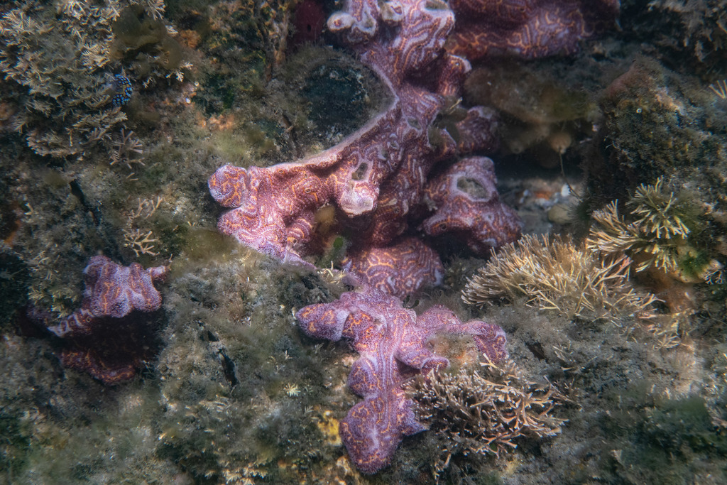 ladder ascidian from Port Stephens NSW 2319, Australia on November 28 ...
