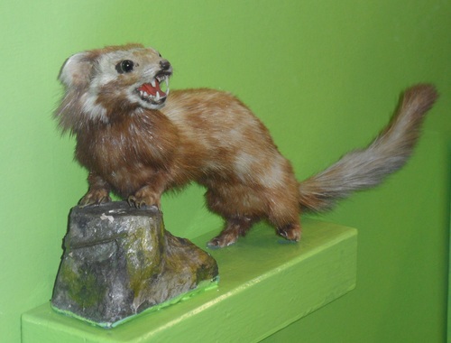 Eastern Marbled Polecat (Subspecies Vormela peregusna koshewnikowi ...