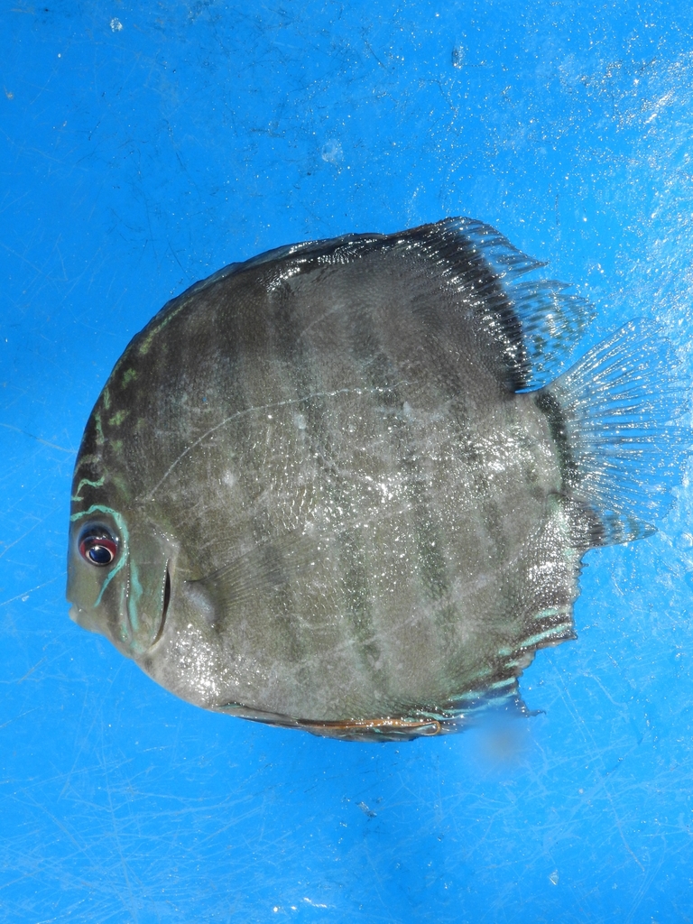 Blue Discus from Santarém - PA, Brasil on December 11, 2020 at 02:58 PM ...