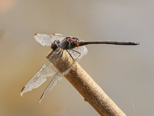 Halfshade Dropwing (Dragonflies and damselflies (Odonata) of Africa ...
