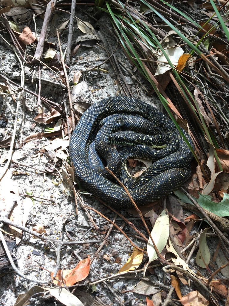 Diamond Python from Jervis Bay, ACT, AU on December 11, 2020 at 11:46 ...