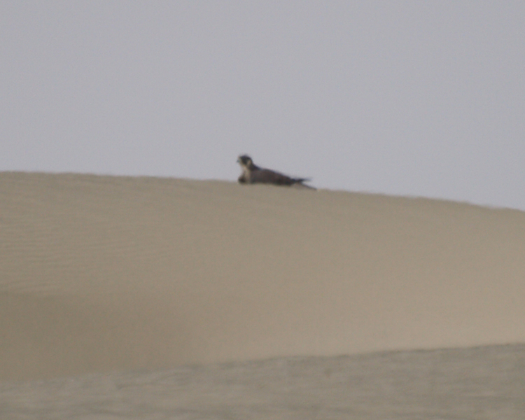 Peregrine Falcon from Pacific, Arcata, CA, USA on August 12, 2010 at 02 ...