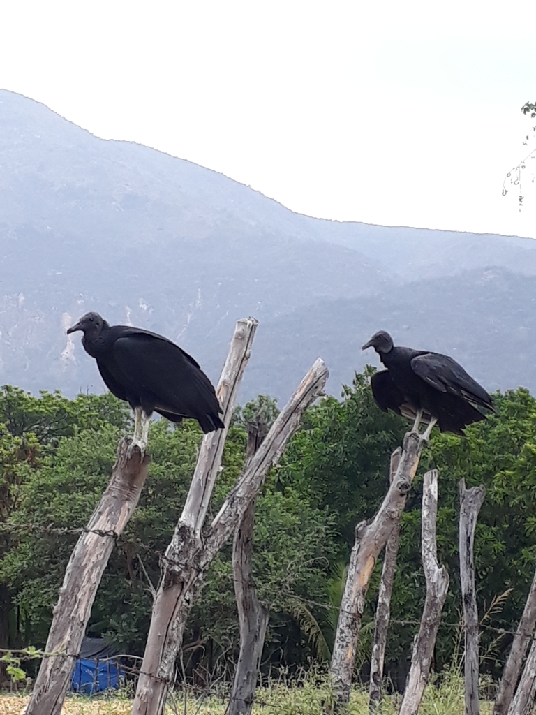 Black Vulture from Tlaquiltepec, Gro., México on April 19, 2019 at 10: ...