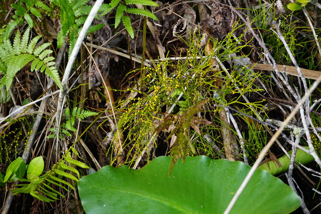 skeleton fork fern from Miami-Dade County, FL, USA on November 30, 2020 ...
