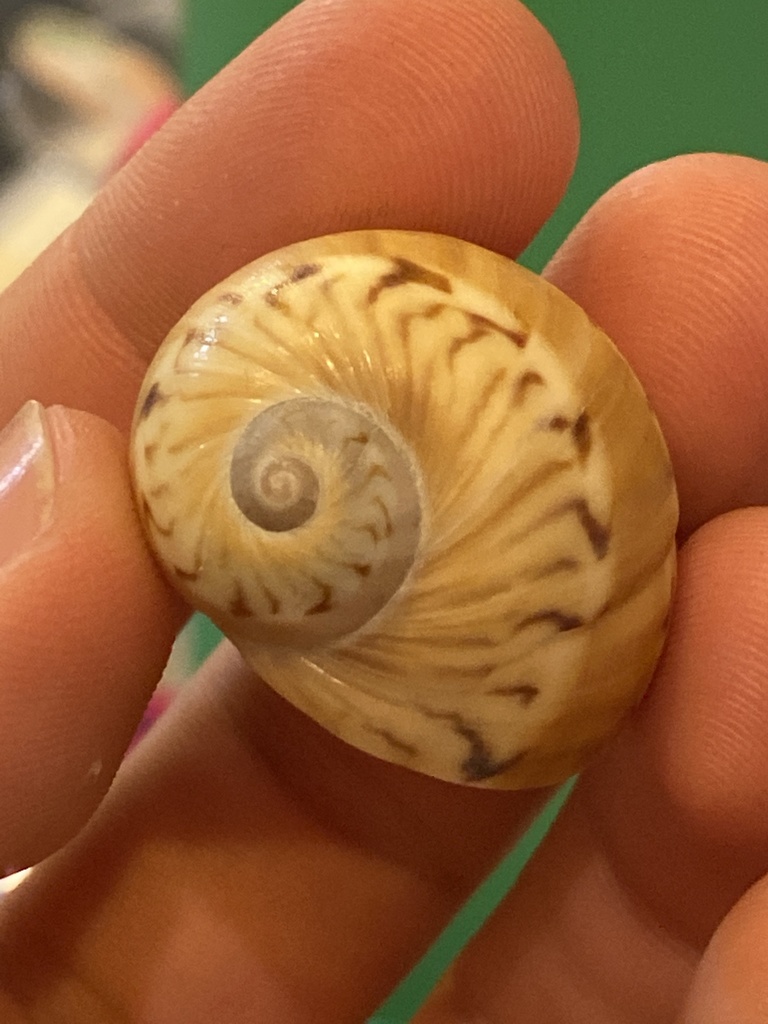 Colorful Moon Snail (North carolina marine molluscs) · iNaturalist