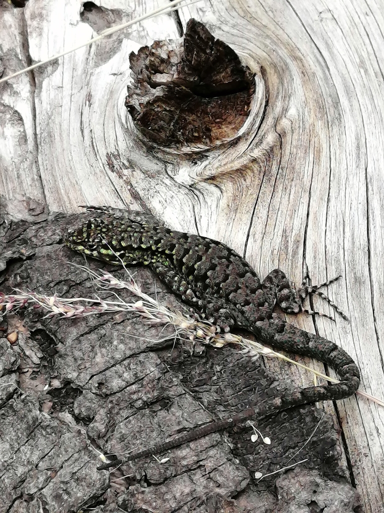 Blue-Green Smooth-throated Lizard (Liolaemus tenuis) - Snakes and Lizards