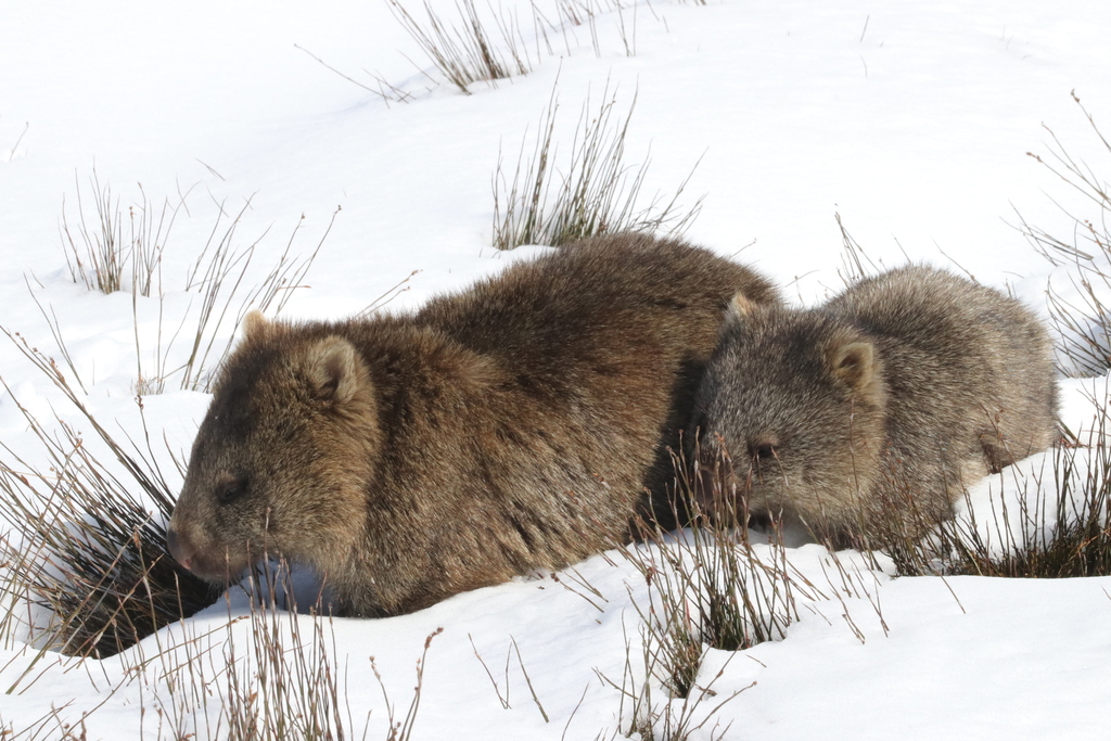 Wombats (Vombatidae) - Know Your Mammals
