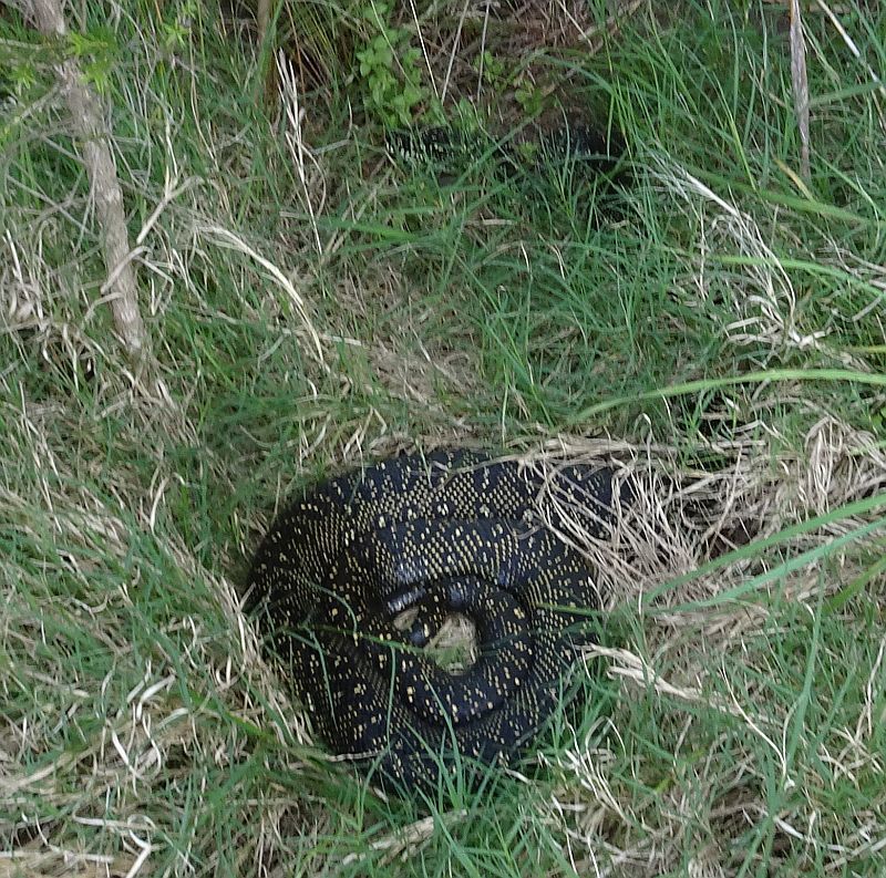 Diamond Python from Eden NSW 2551, Australia on December 10, 2020 at 11 ...