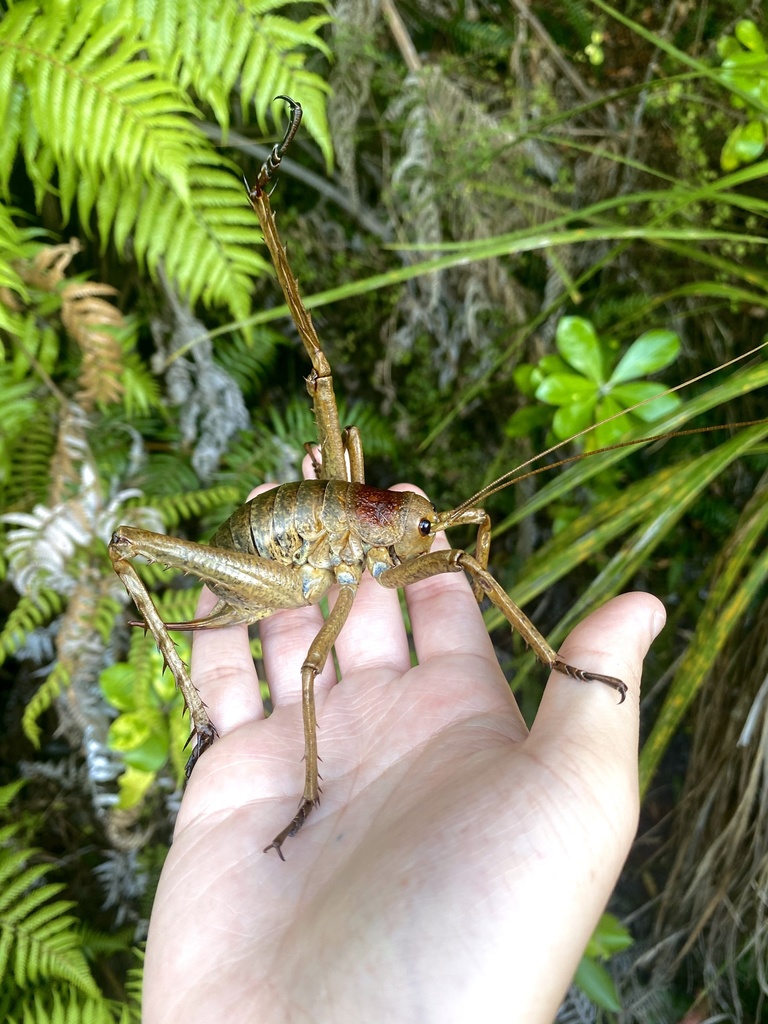 Wētāpunga in December 2020 by Zhaoxuan Li. So honored to have an ...